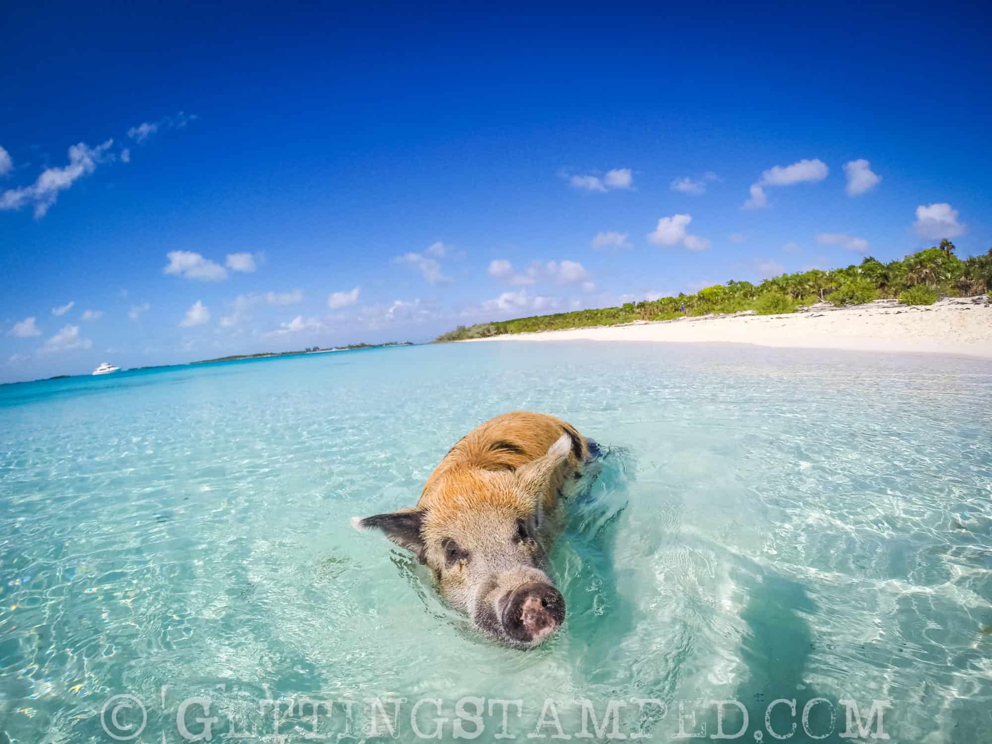 Swimming With The Pigs - Staniel Cay, Bahamas