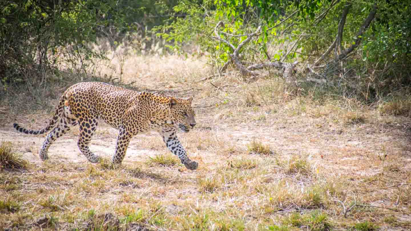 Leopard Spotting In Yala National Park Safari
