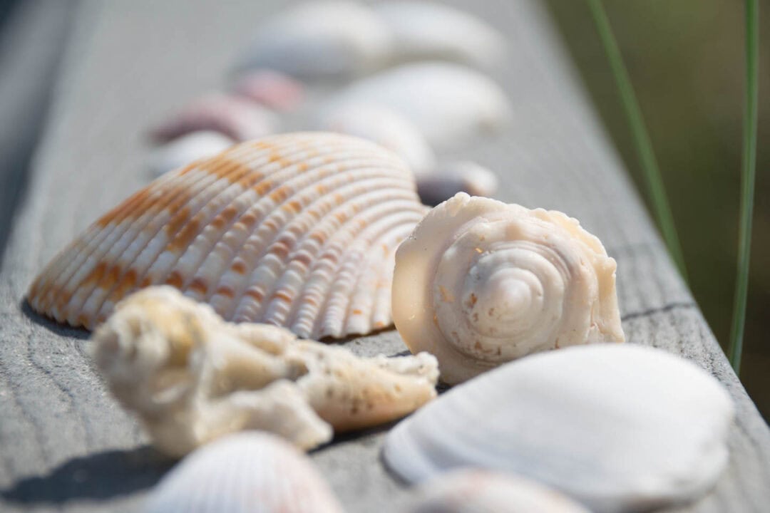 National Seashell Day | June 21