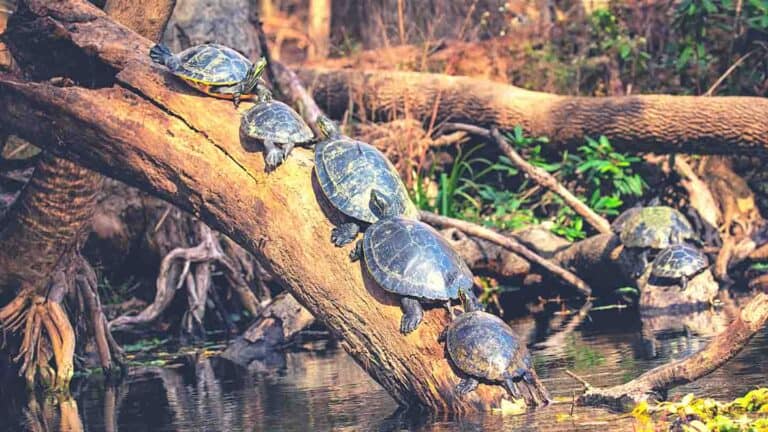 The Best Natural Freshwater Springs In Florida