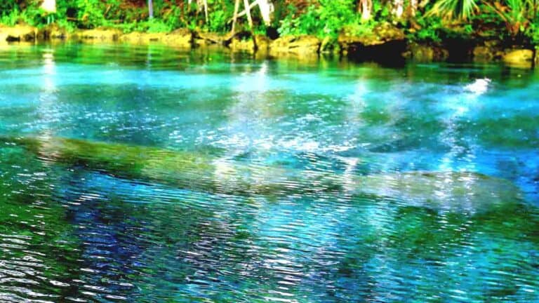 The Best Natural Freshwater Springs In Florida