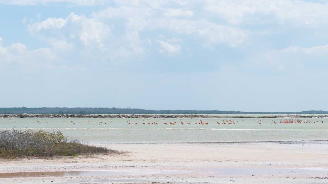 El Cuyo Mexico 2024 Travel Guide - Hidden Gem In The Yucatan